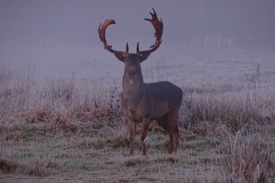Hert bij Oranjezon | ZeelandNet Foto