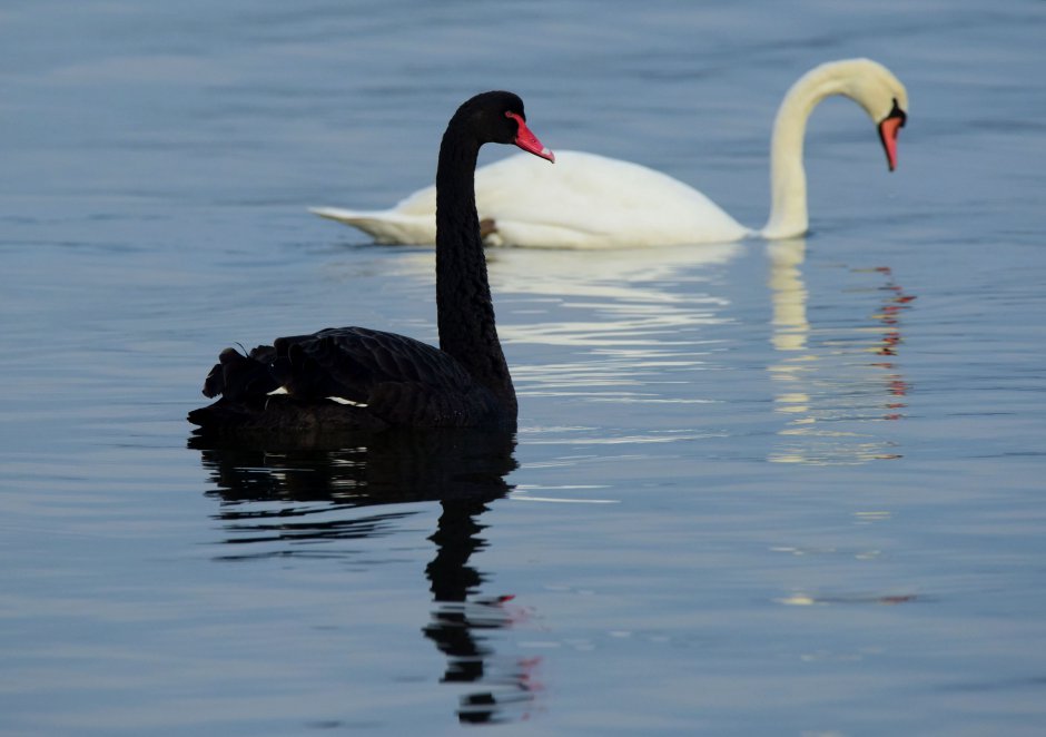 De ZWARTE ZWAAN........... | ZeelandNet Foto