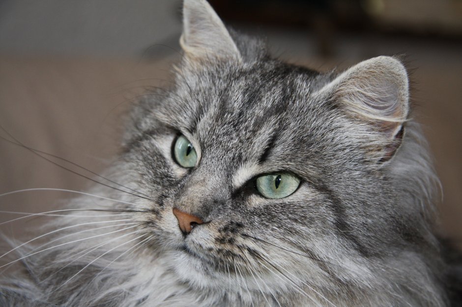 siberische boskat | ZeelandNet Foto