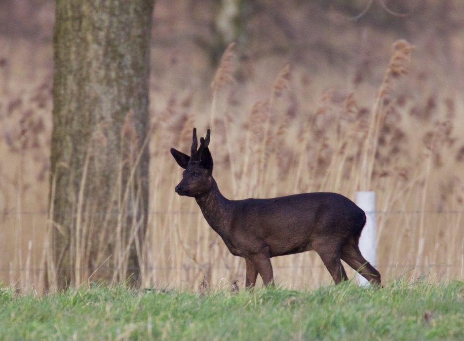 Zwarte Ree | ZeelandNet Foto