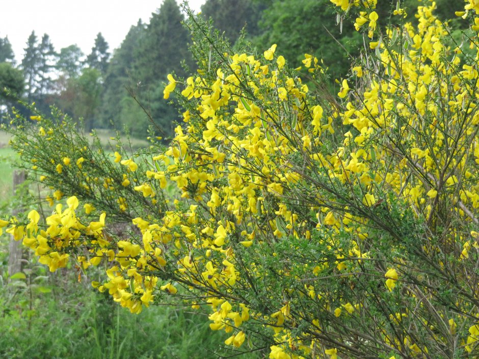 Wilde Brem | ZeelandNet Foto