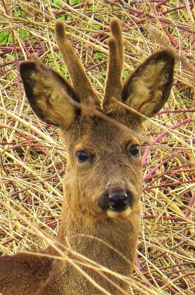 portret van een ree....... | ZeelandNet Foto