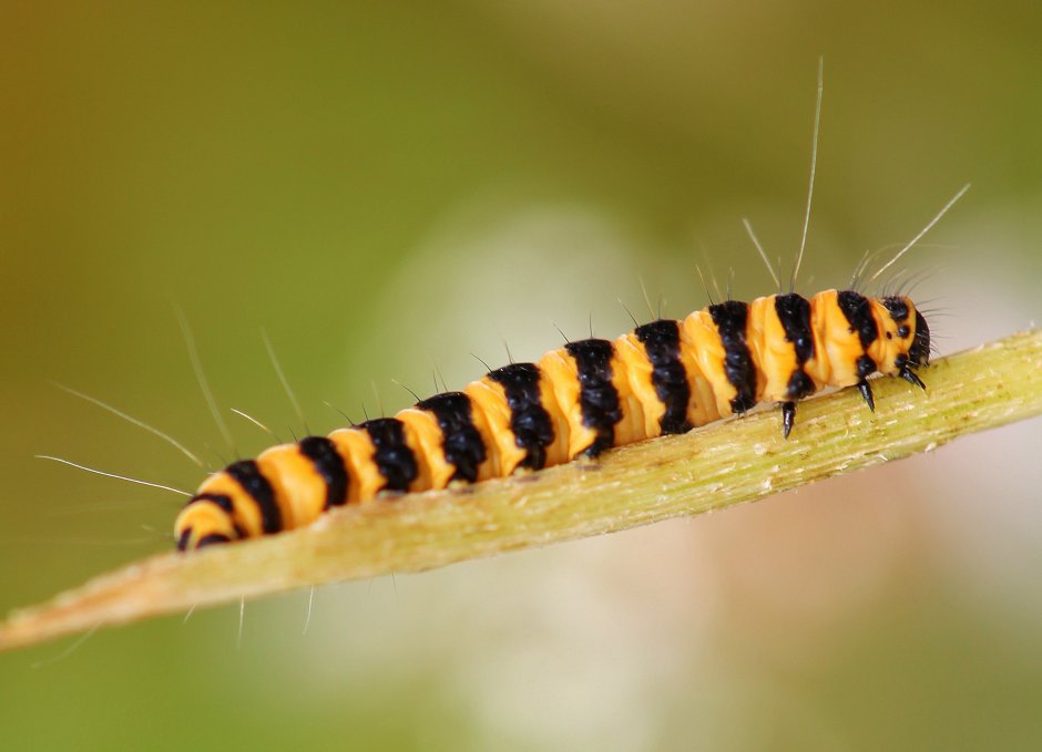 Rups st Jacobsvlinder | ZeelandNet Foto