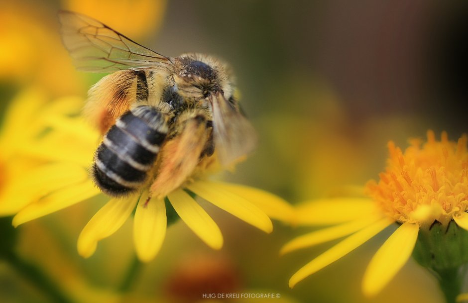 De Bezige Bij....... | ZeelandNet Foto