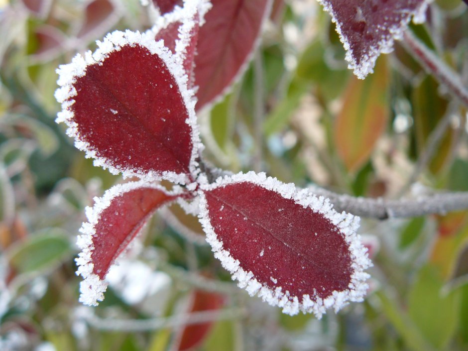 Bladrand | ZeelandNet Foto