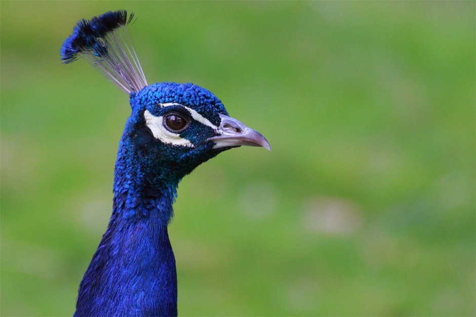 De pauw | ZeelandNet Foto
