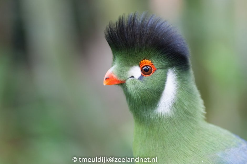 Vreemde vogel | Zeeland op foto