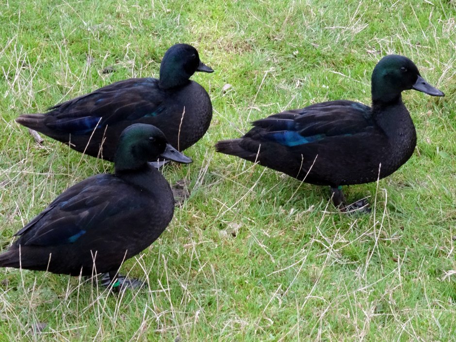 smaragd eenden | ZeelandNet Foto