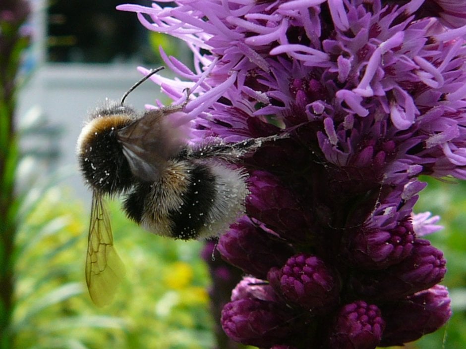 Bezige Bij... | ZeelandNet Foto