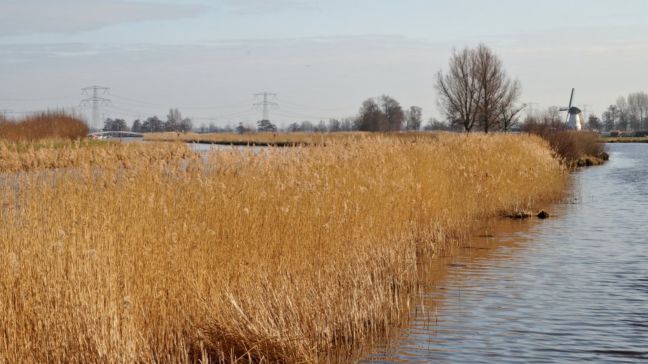 tussen het riet | ZeelandNet Foto