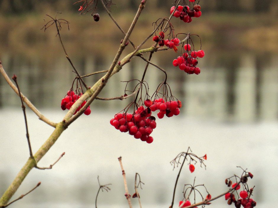 rode besjes...... | ZeelandNet Foto