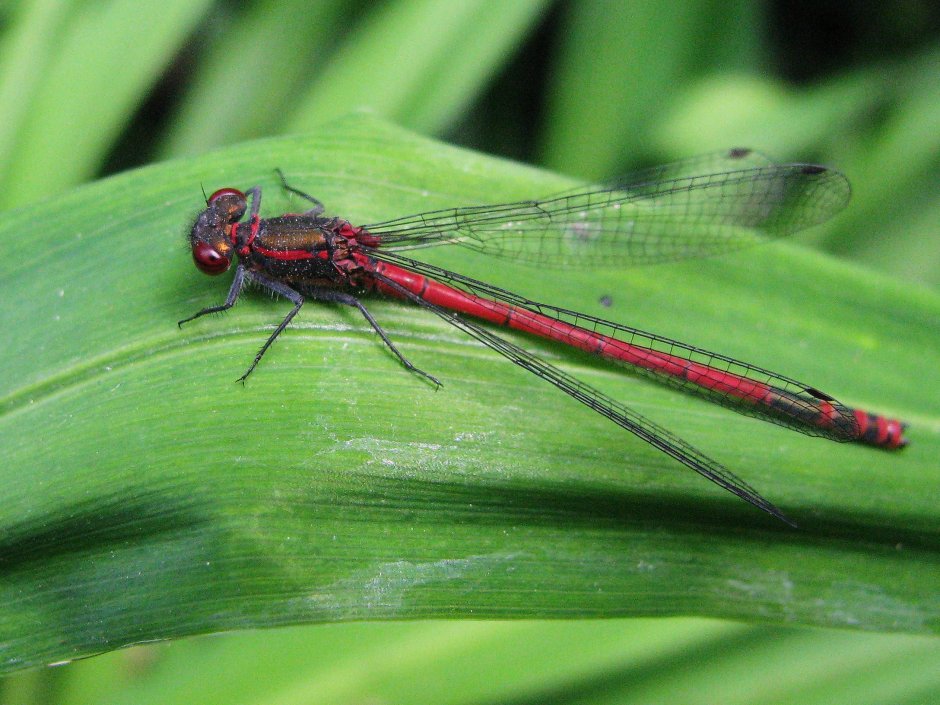 Rode Libelle | ZeelandNet Foto