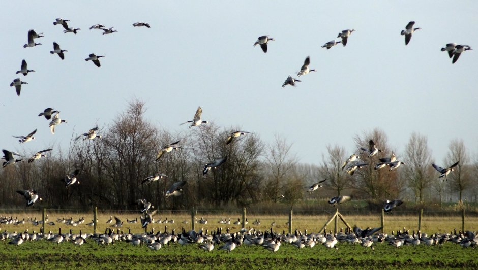 brandganzen | ZeelandNet Foto