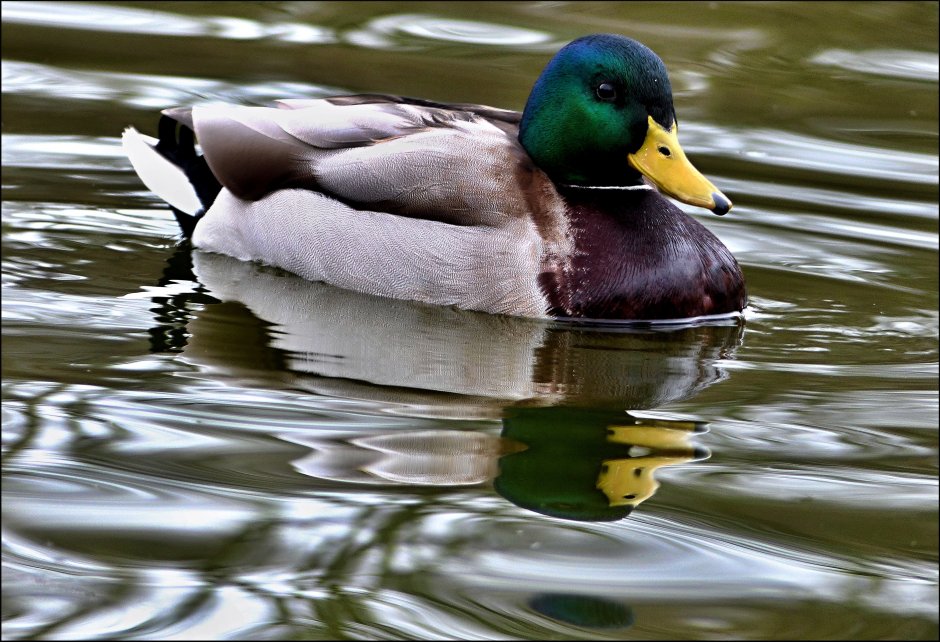 1.... eend.... | ZeelandNet Foto