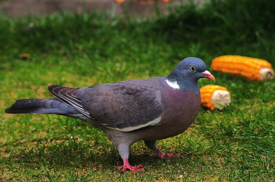 bosduif in sprei-stand. | Zeeland op foto