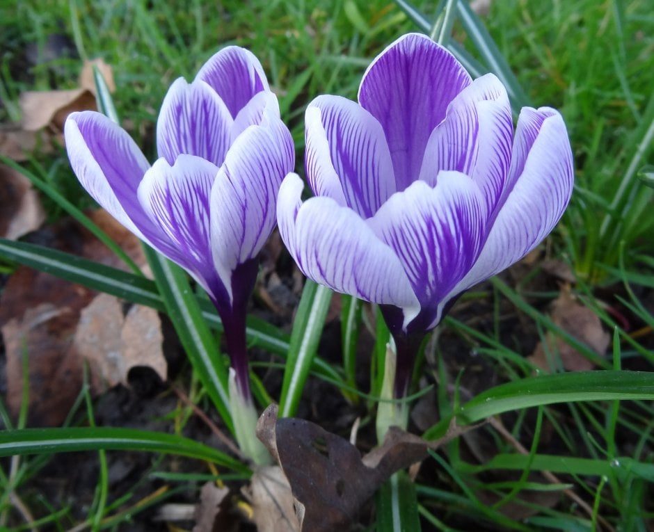 krokus | ZeelandNet Foto