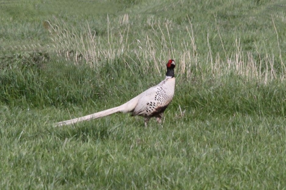 witte fazant | ZeelandNet Foto
