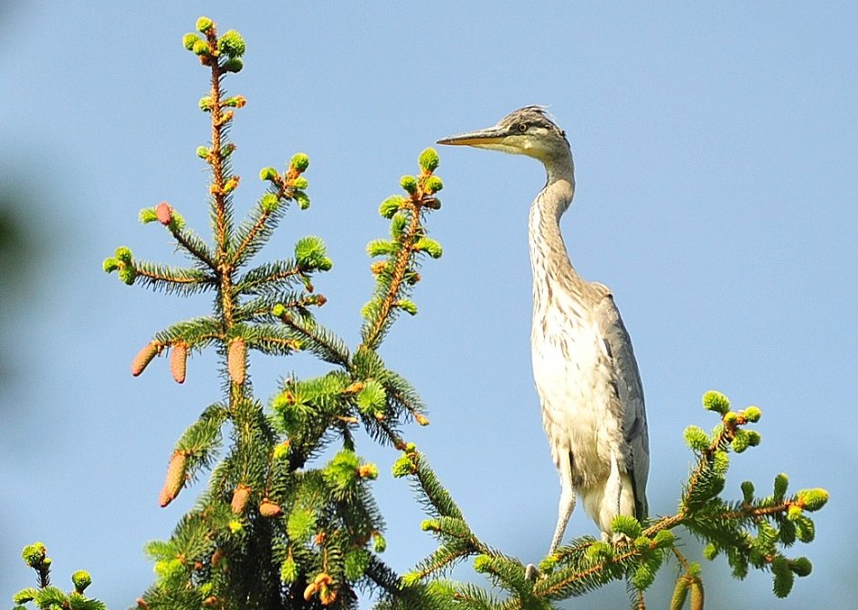 jonge reiger. | ZeelandNet Foto