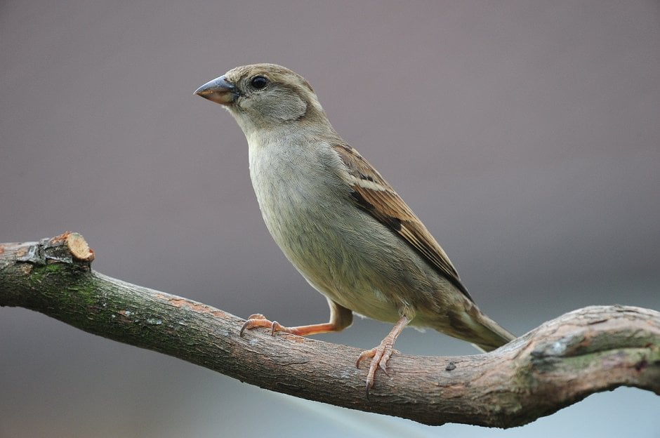 jonge mus. | ZeelandNet Foto