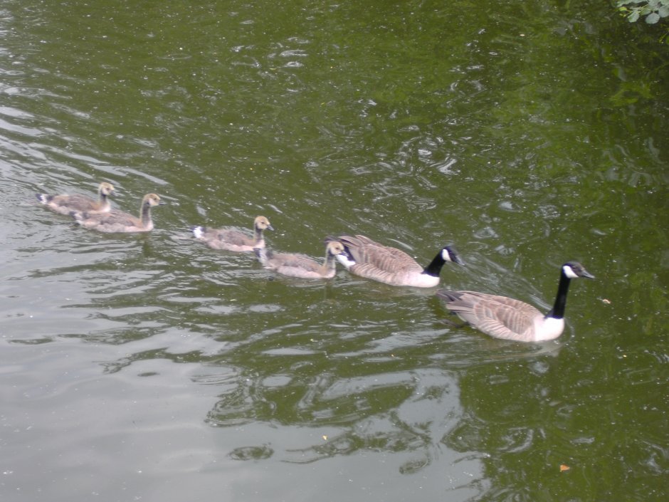 gansen op een rijtje | ZeelandNet Foto