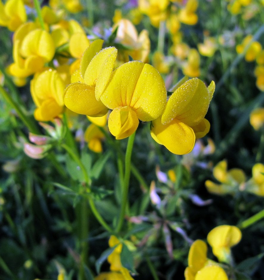 Veldlathyrus. | ZeelandNet Foto