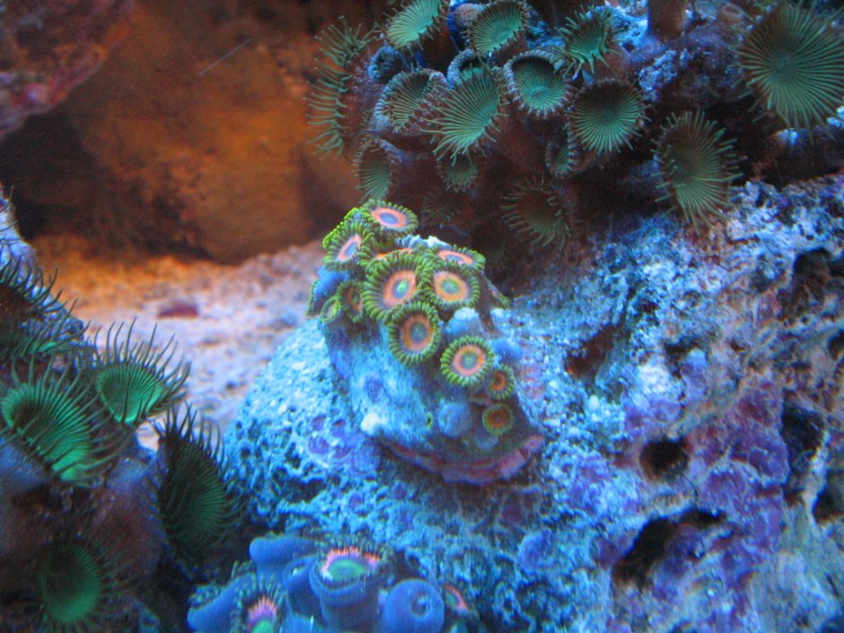 Zoanthus sp.(Buttons / knoop poliepen) | ZeelandNet Foto