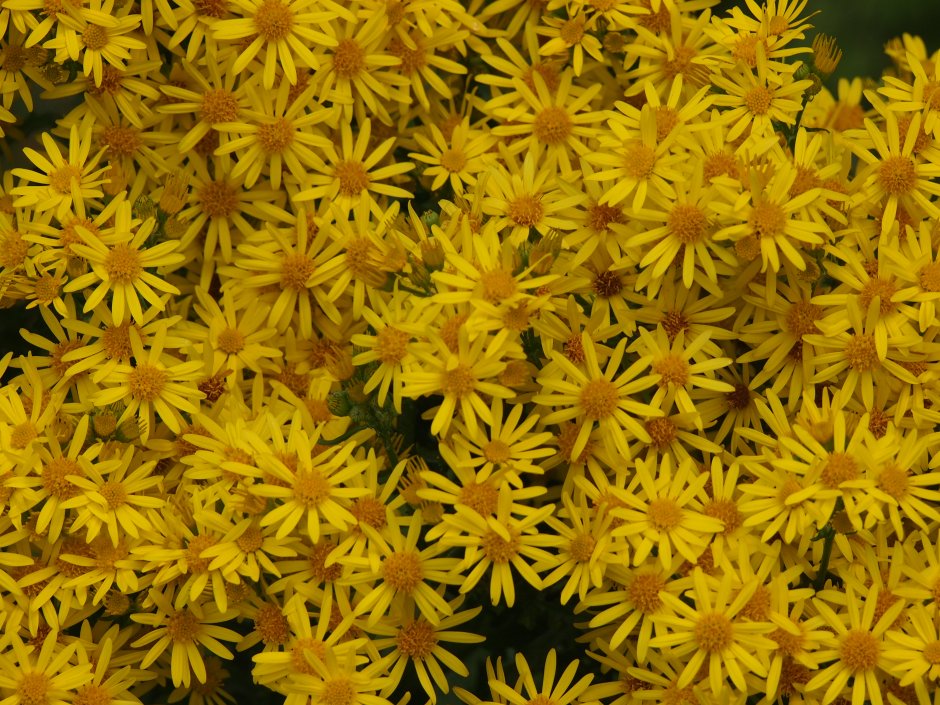 geel | ZeelandNet Foto