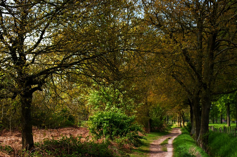 Wandelpad bos | ZeelandNet Foto