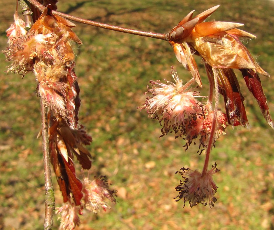 straks beukennootjes..... | ZeelandNet Foto