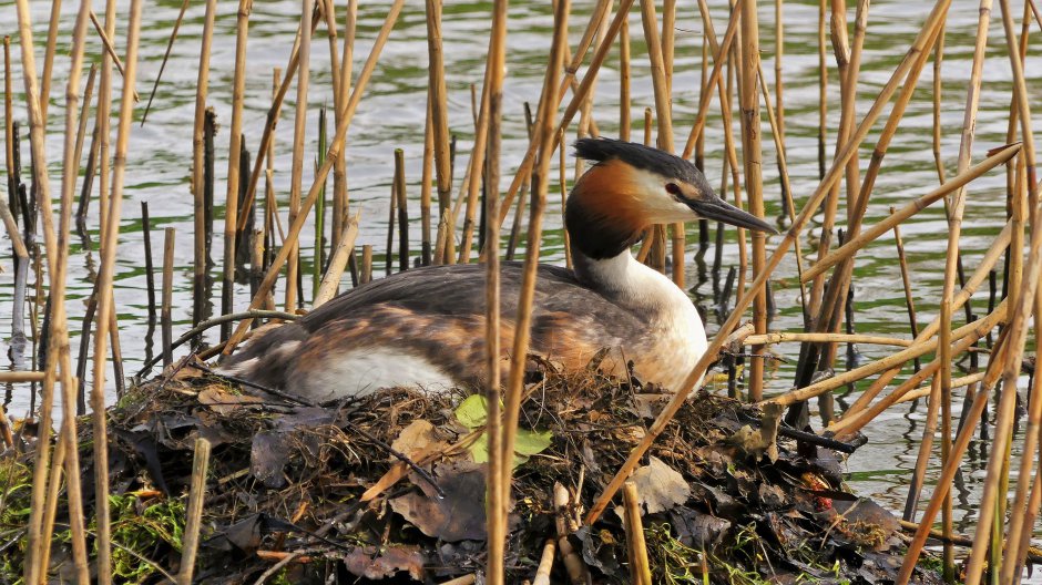 Fuut op nest | ZeelandNet Foto