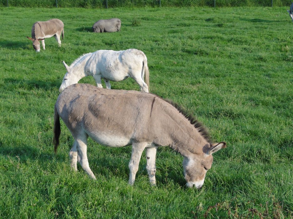 het is ezeltjes dag vandaag dan met er maar een paar ezel op de foto ...