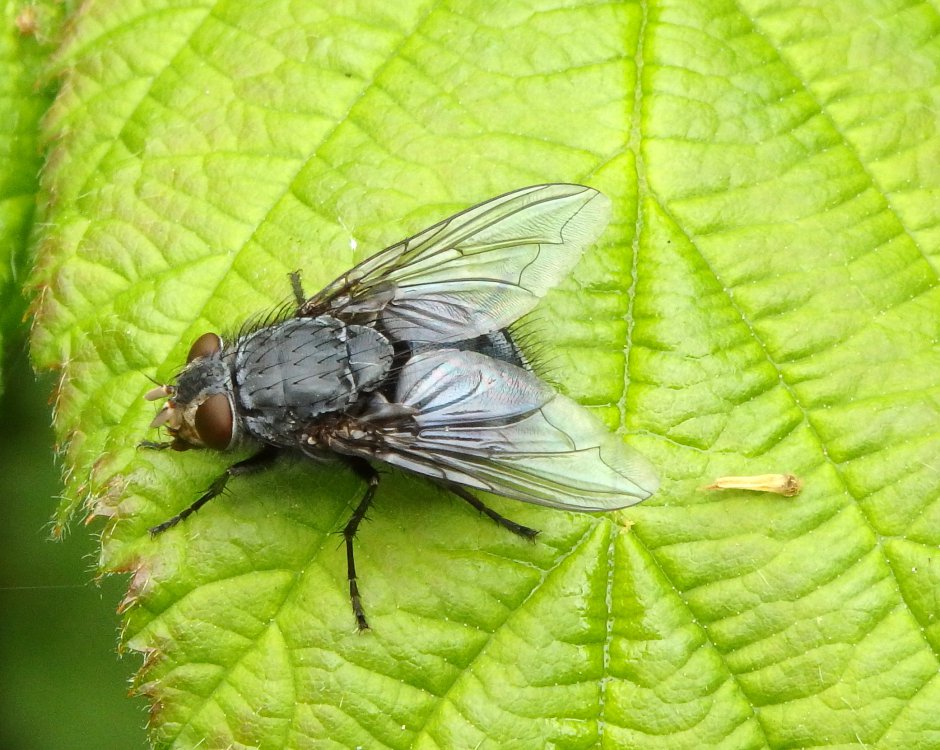 vlieg | ZeelandNet Foto