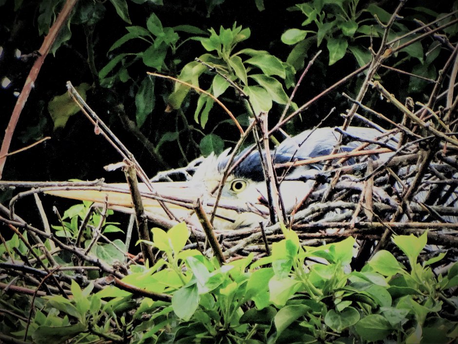 Jonge reiger veilig in het nest | ZeelandNet Foto