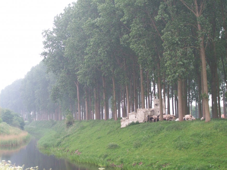 Dikbillen bij een ruine | ZeelandNet Foto