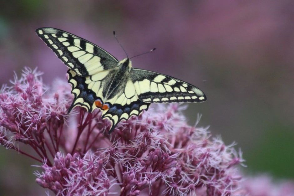 Vlinder | ZeelandNet Foto