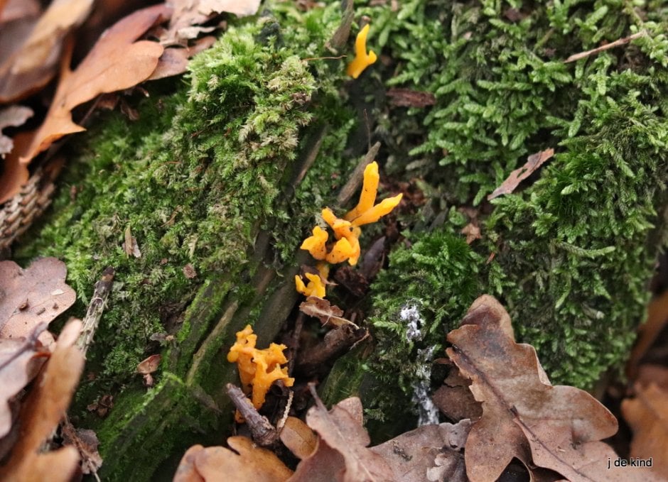 zwam | ZeelandNet Foto