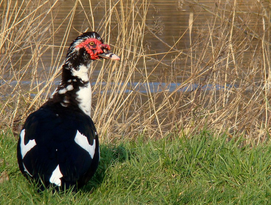 muskuseend | ZeelandNet Foto