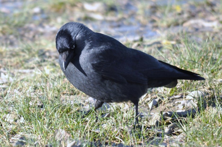 kouw | ZeelandNet Foto