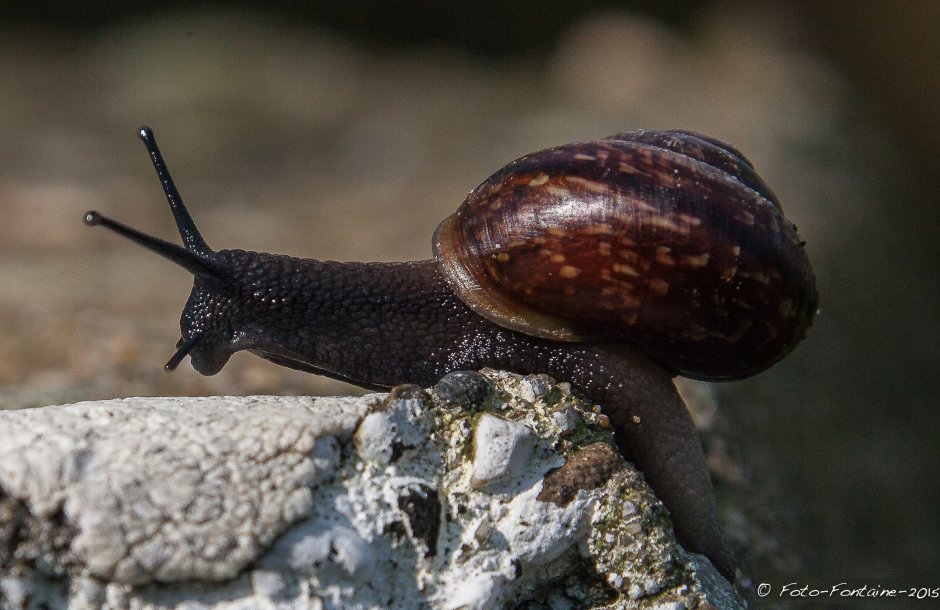 Huisjes Slak | ZeelandNet Foto