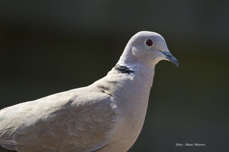 tortelduif | ZeelandNet Foto