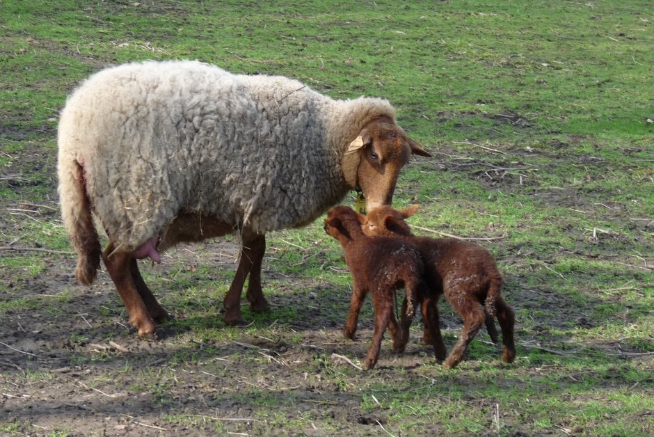 ardense voskop schaap met- jongen | ZeelandNet Foto