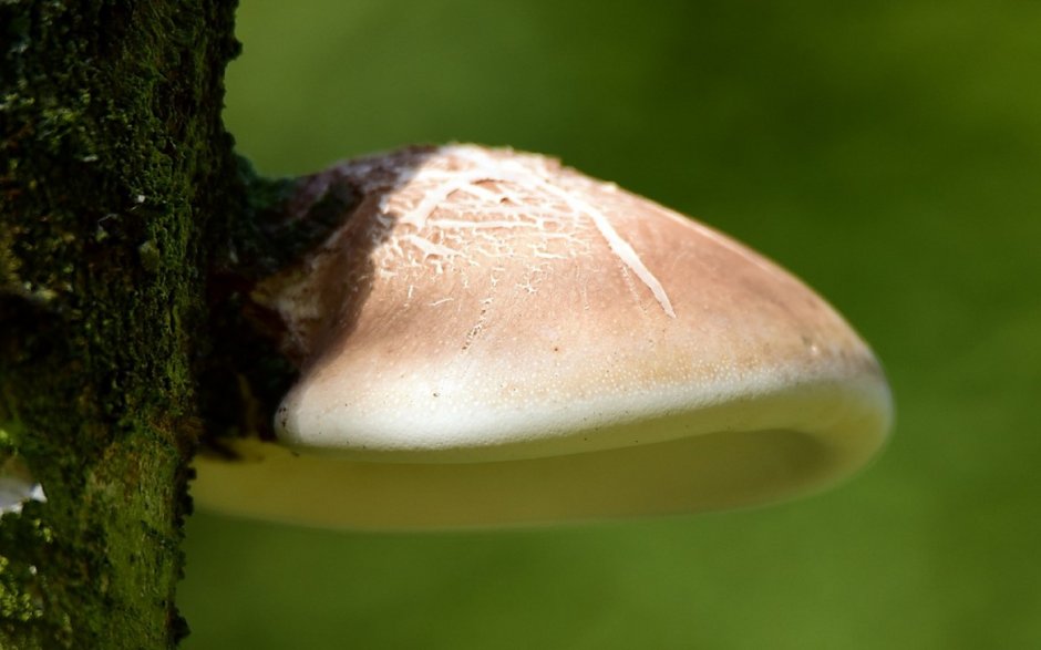 paddo | ZeelandNet Foto