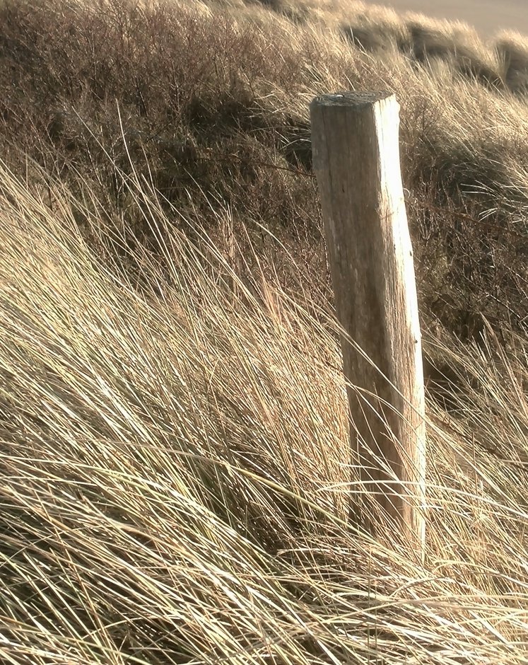 paaltje in de duinen | ZeelandNet Foto