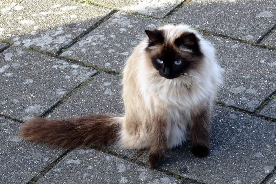 een mooie poes | ZeelandNet Foto