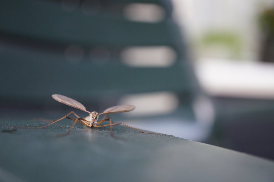 Langpoot | ZeelandNet Foto