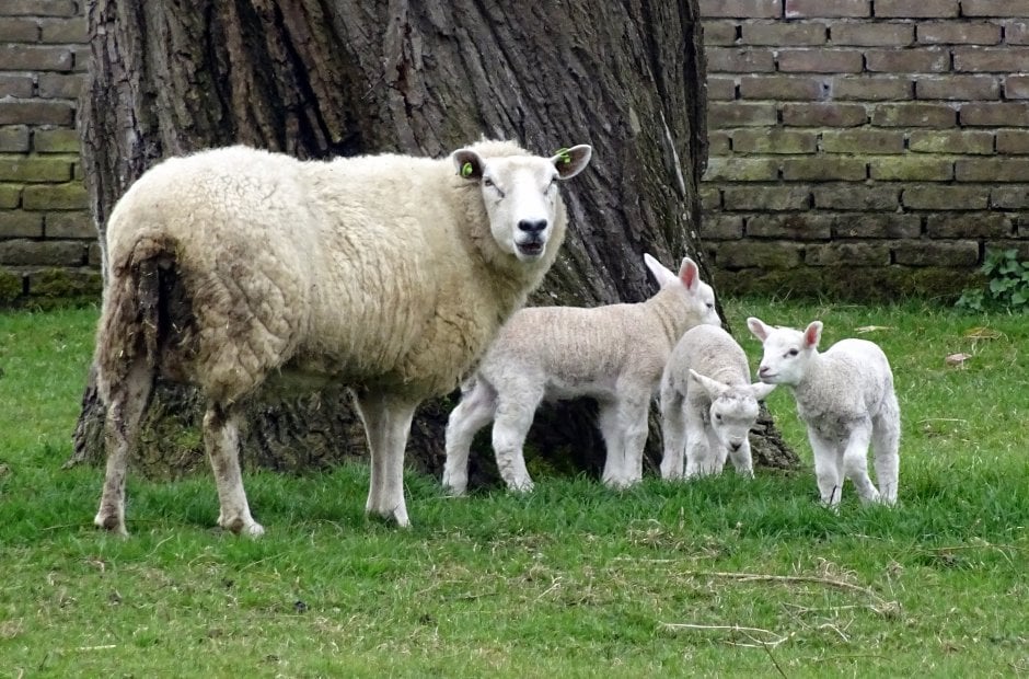 schapen met lammetjes | ZeelandNet Foto schapen met lammetjes | ZeelandNet Foto