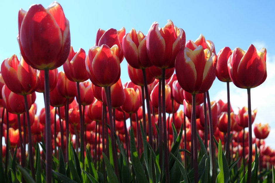 Tulpen | ZeelandNet Foto