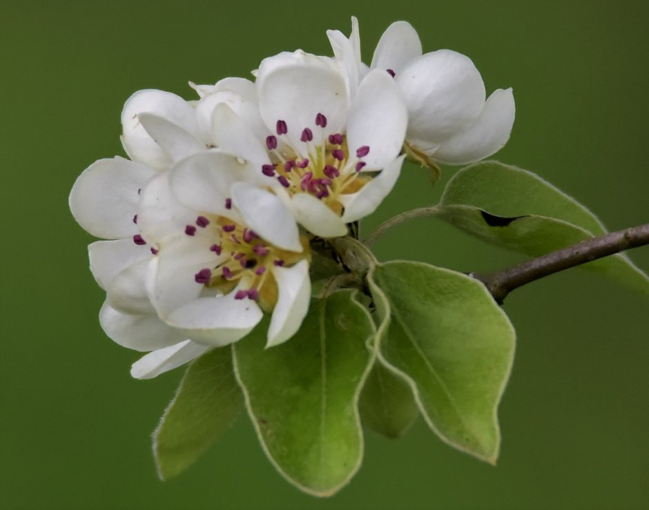 Lente bloei | ZeelandNet Foto