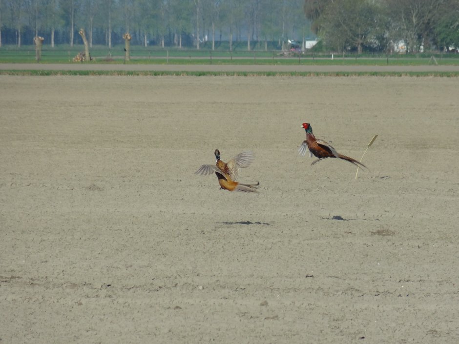 vechtende fazanten | ZeelandNet Foto