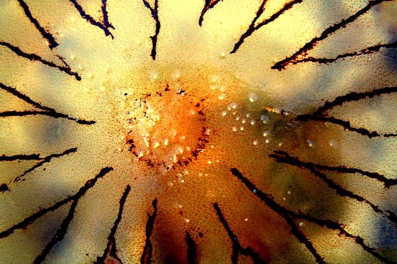 Kompaskwal | ZeelandNet Foto